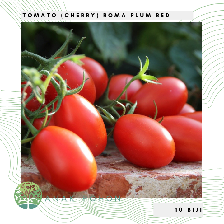 (10 Biji) Benih Bibit Biji - Tomato (Cherry) Roma Plum Red Seeds - Tipe Indeterminate | Lazada ...