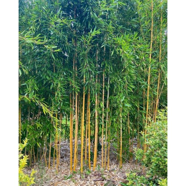 Tanaman pagar bambu kuning / golden bamboo | Lazada Indonesia