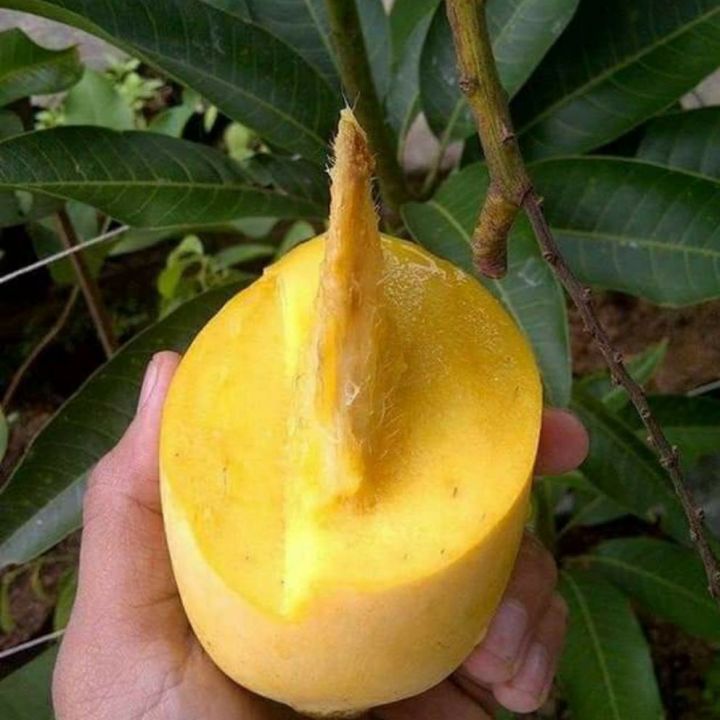 ANAK POKOK MANGGA CHOKANAN (MEMPELAM) | Lazada