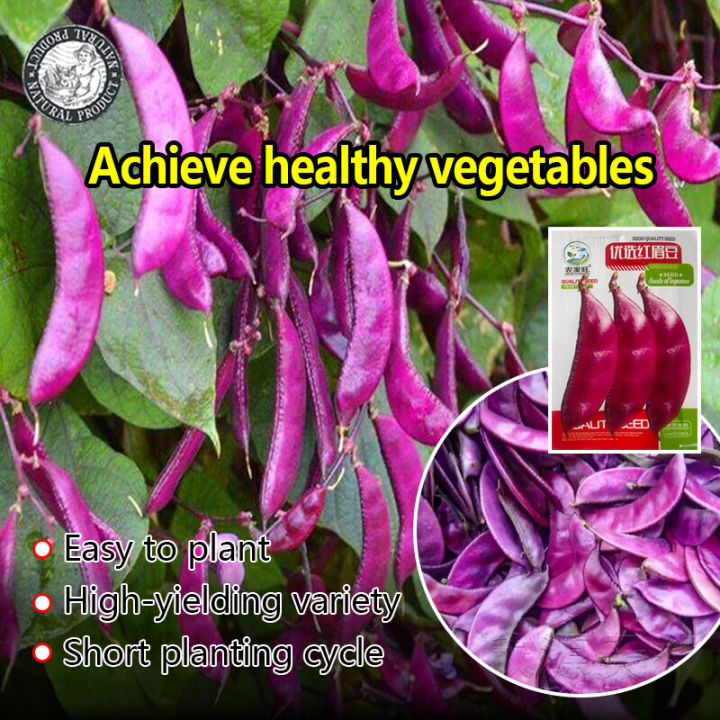 Fresh Organic Purple Eyebrow Beans Seeds for Planting (20) Purple ...