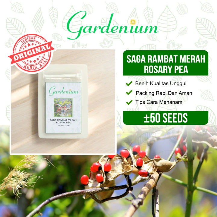 GARDENIUM Saga Rambat Merah Red Rosary Pea Tanaman Herbal | Lazada ...
