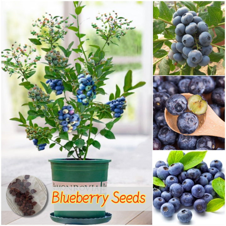 [Easy to grow in the Philippines] 20pcs Blueberry Seeds for Planting ...