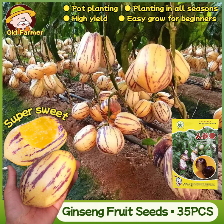 100% Original Fresh Pepino Melon Ginseng Fruit Seeds for Planting ...