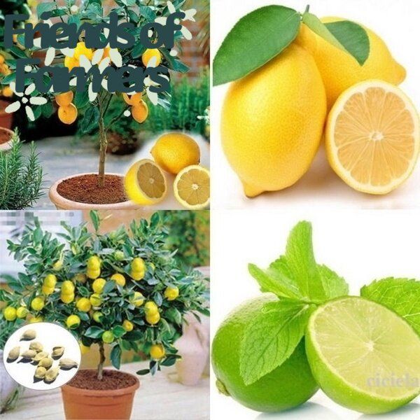 Philippines Ready Stock 20pcs/Bag Lemon Tree Seeds Potted Planting Seasons Fruit Seeds Yellow ...