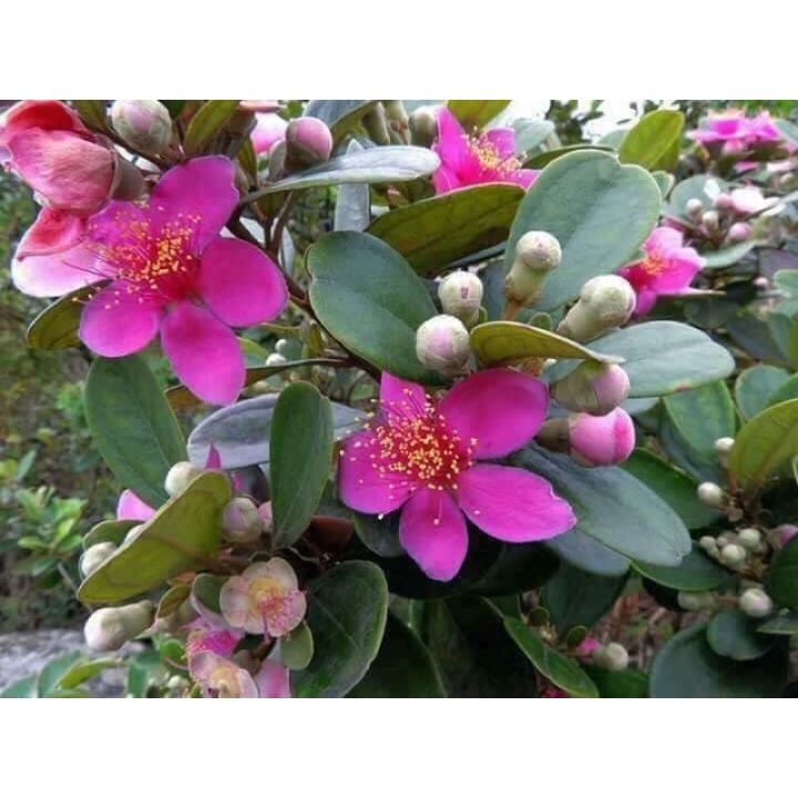 Pokok Kemunting Pokok Bunga kemunting real Plant hotselling indoor ...