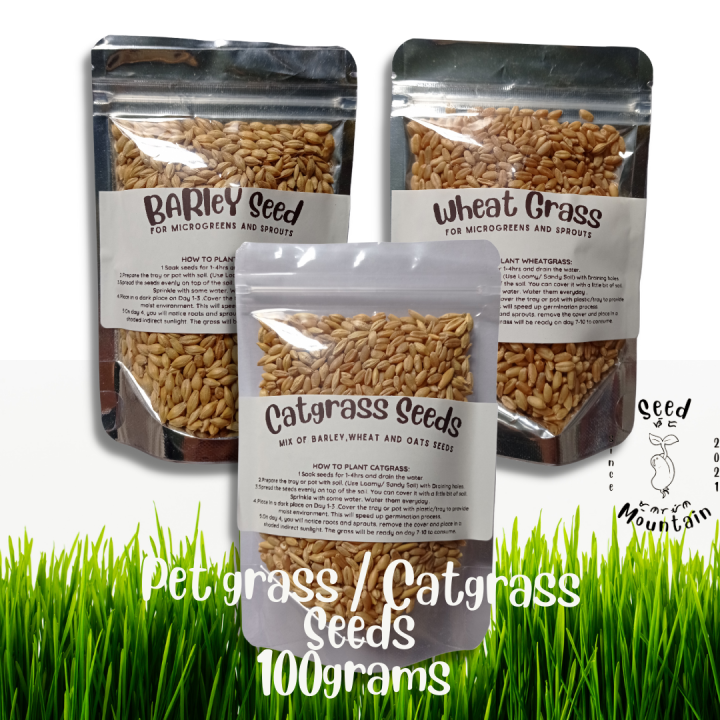 100 grams Cat grass Seeds catgrass ORGANIC | Lazada PH