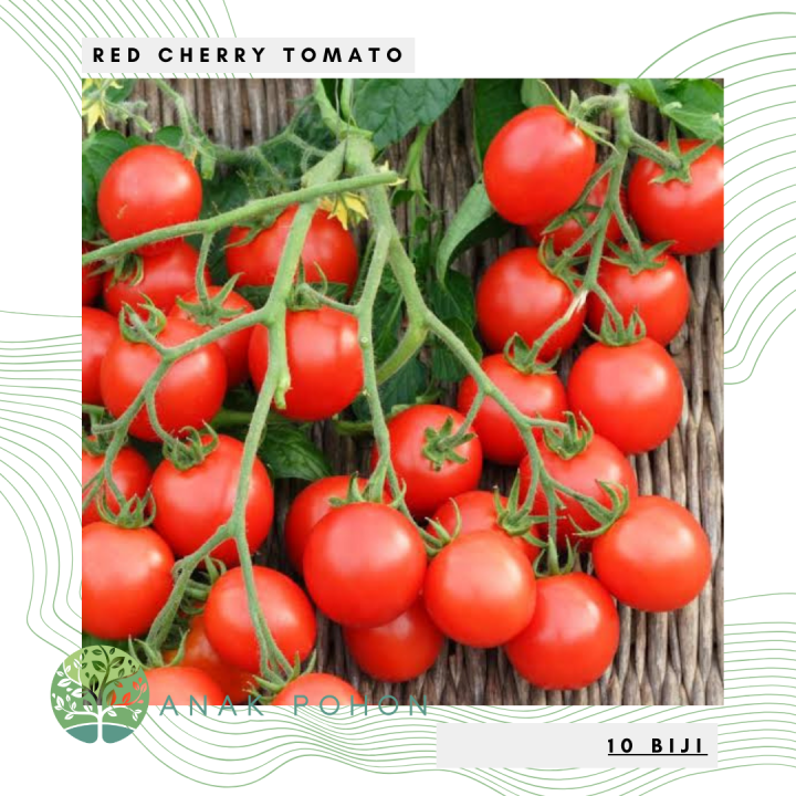 (10 Biji) Benih Bibit Biji - Tomato Red Cherry Tomat Mini Ceri Merah ...