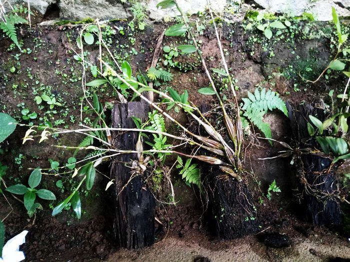 Anggrek merpati (Dendrobium Crumenatum) | Lazada Indonesia