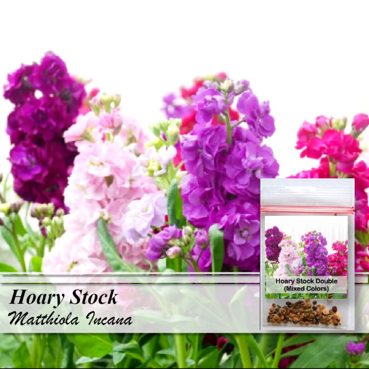 Hoary Stock Matthiola Incana 50 Seeds Double Mixed or Double Purple ...