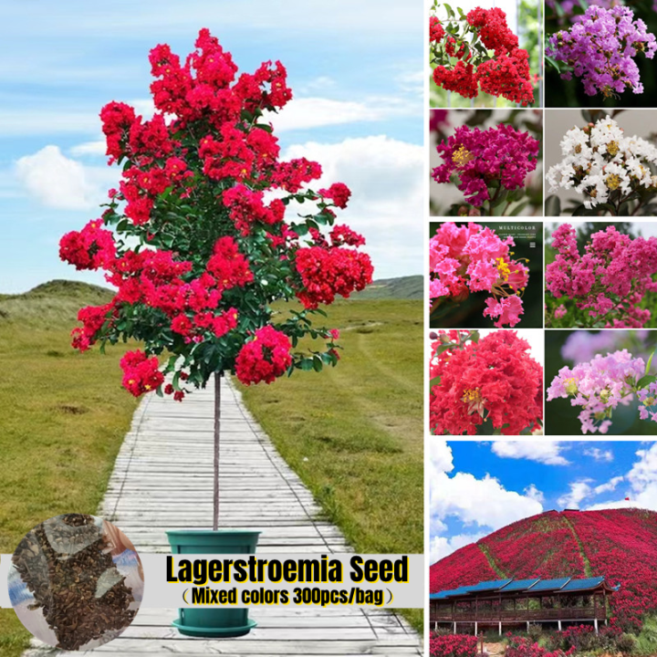 [Fast Germination] Colorful Lagerstroemia s (300 for Planting ) ดอกไมร์ ...