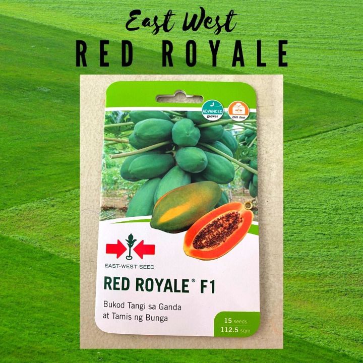 East West EASTWEST PAPAYA Seeds Red Royale F1 | Lazada PH