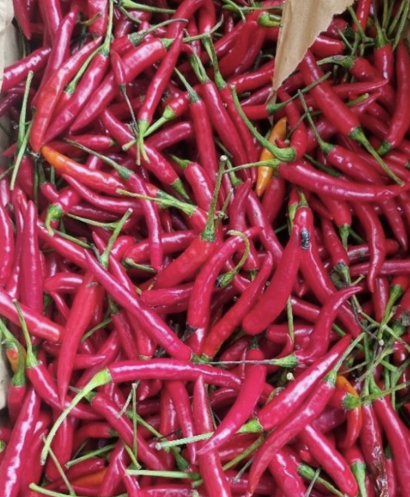 Cili Merah / Red Chilli Segar dari Ladang | Lazada