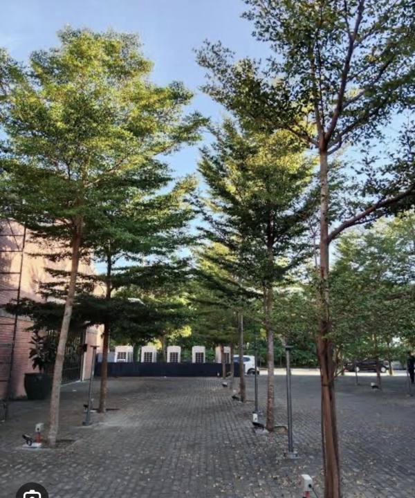 Talisay Tree Seeds Plant Prevent Flood | Lazada PH