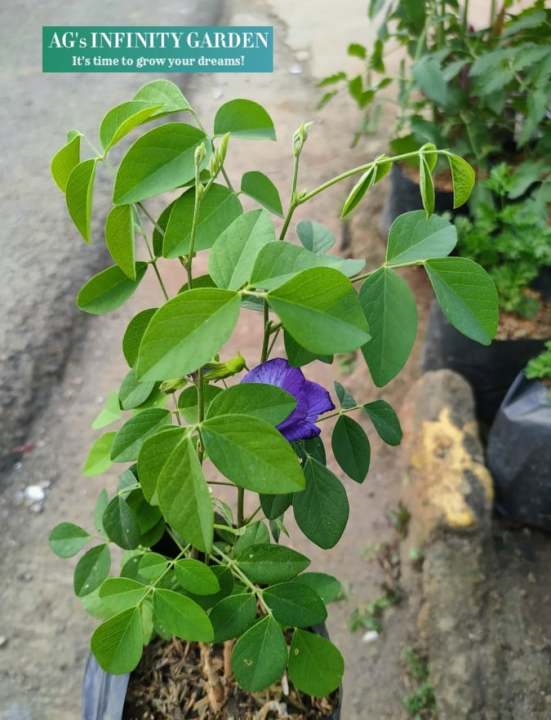 Blue Butterfly Pea ( STRICTLY LUZON ONLY ) with FREE plastic pot ...