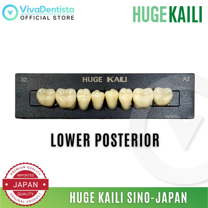 Huge Kaili Lower Posterior (Synthetic Polymer Teeth / Artificial Teeth ...