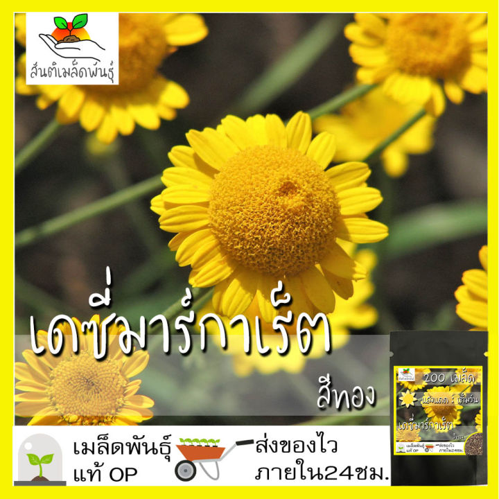 เมล็ดพันธุ์ เดซี่ มาร์กาเร็ต สีทอง 200 เมล็ด golden marguerite daisy ...