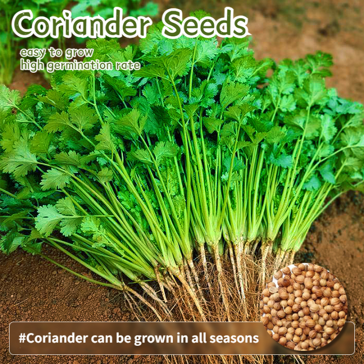 [Easy to grow in Philippines] Organic Coriander Seeds for Planting Vegetables Plants (70 Seed ...