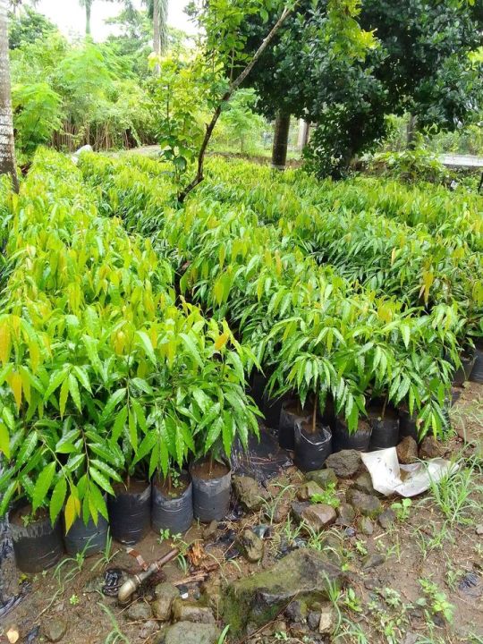 indian tree seedling | Lazada PH