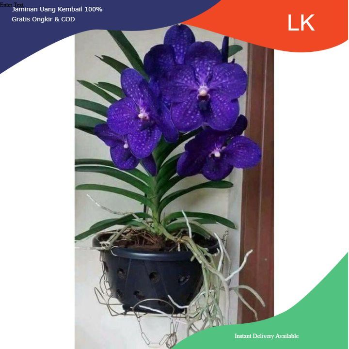 Anggrek Vanda ungu dewasa ( ungu muda) | Lazada Indonesia