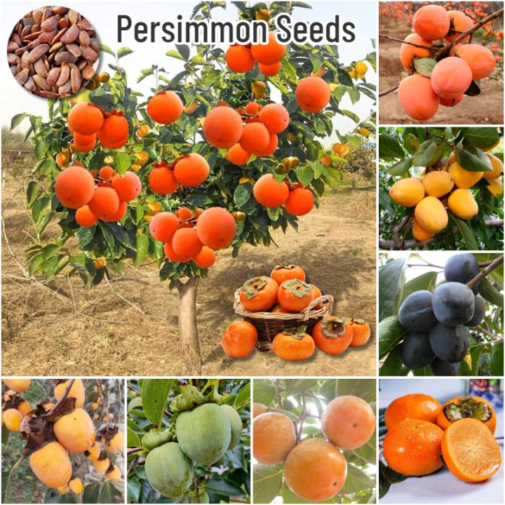 [Easy to grow in Philippines] Bonsai Persimmon Seeds Hybrid Sweet ...
