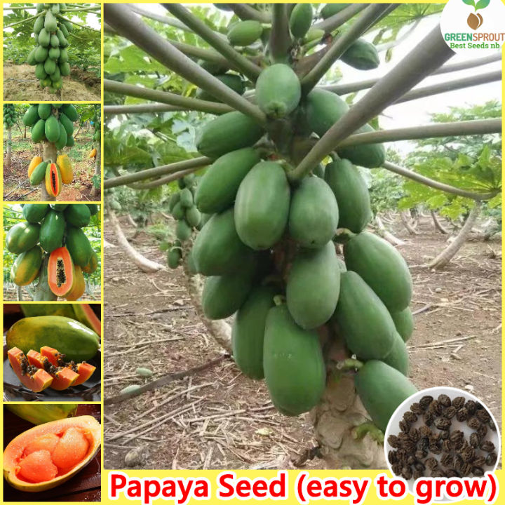 Fast Growing Dwarf Papaya Seeds (OPV) Heirloom Variety - 1pack 10 seeds丨Bonsai Seeds for ...