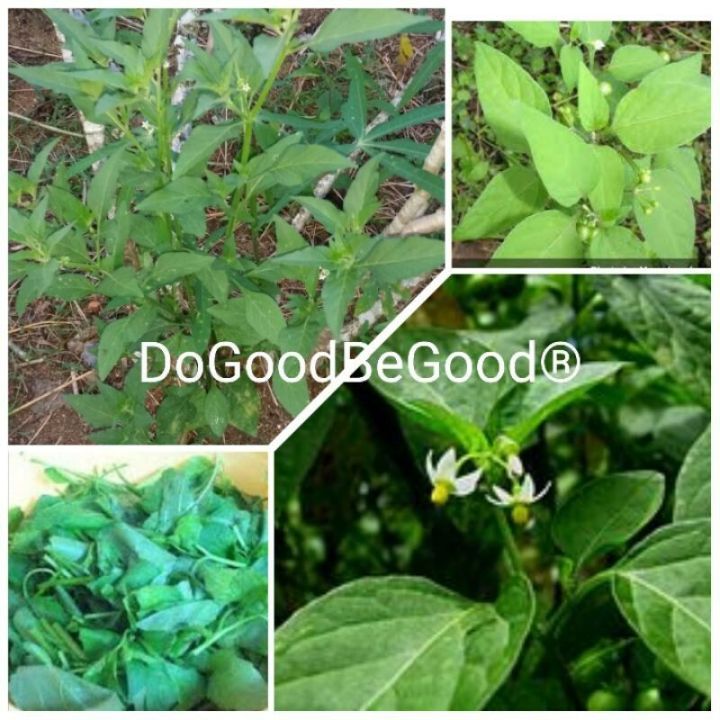 100pcsSolanum americanum Plant Seeds/Biji Benih Sayur Meranti (code 79 ...