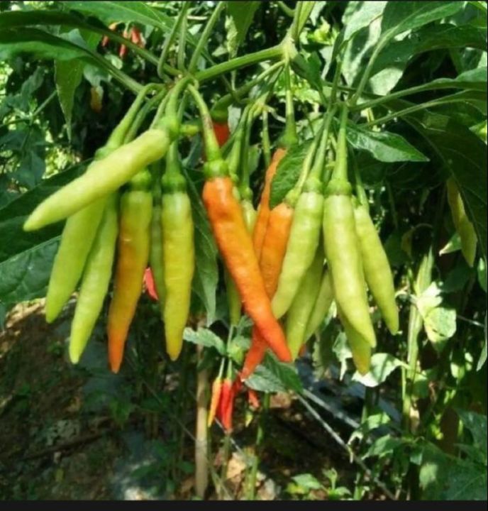 paket 3 pohon cabe rawit domba /stan ,,siap berbuah | Lazada Indonesia