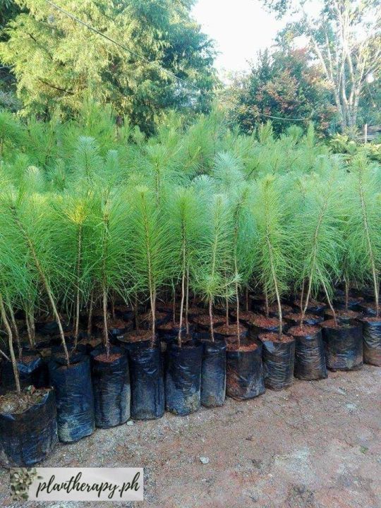 Benguet Pine Tree (Seedling 1FT Tall) - Free pot and white pebbles ...