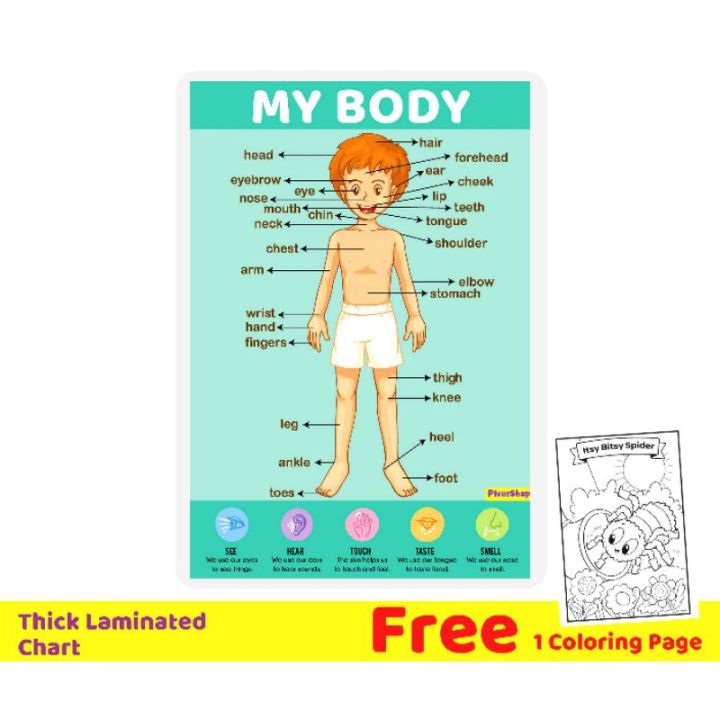 Laminated Chart of Body Parts | Educational Poster | Short Size Bond ...