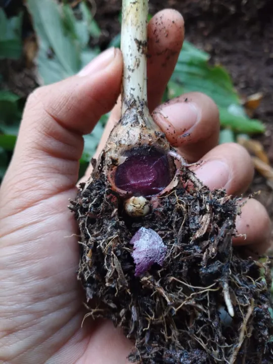 KUNYIT HITAM RIMPANG UMBI KUNYIT HITAM ASLI | Lazada Indonesia