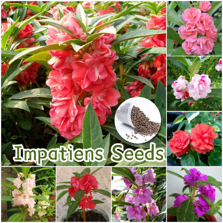 [Easy to grow in Malaysia] Impatiens balsamina Flower Seeds for ...