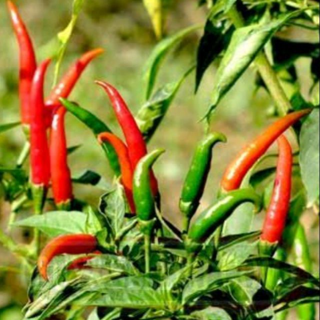 Taiwan Siling Labuyo (VEGETABLE - LIVE PLANT) with free plastic pot ...