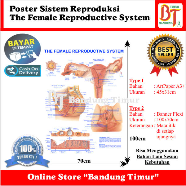 POSTER SISTEM REPRODUKSI THE FEMALE REPRODUCTIVE SYSTEM | Lazada Indonesia