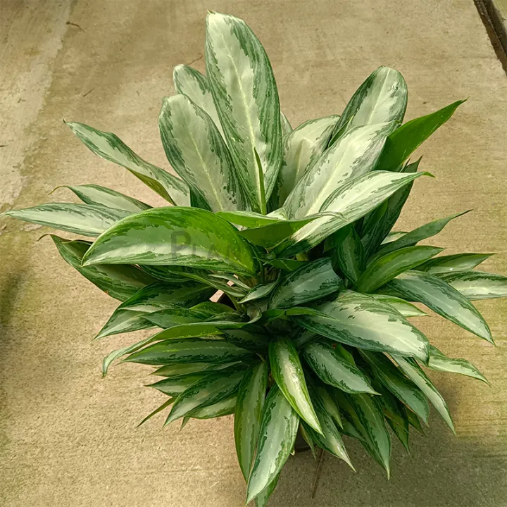 [Plantopia] Aglaonema Chinese Evergreen | Pokok Aglaonema Hidup | Real ...