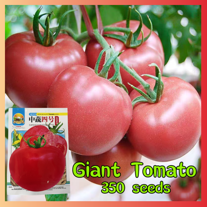 350 Seeds Organic High Yield Giant Tomato Seeds for Planting Vegetables ...