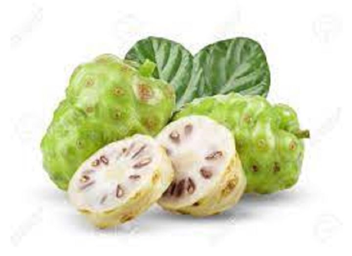 NONI FRUIT SEEDS Morinda Citrifolia Indian Mulberry Variety | Lazada PH