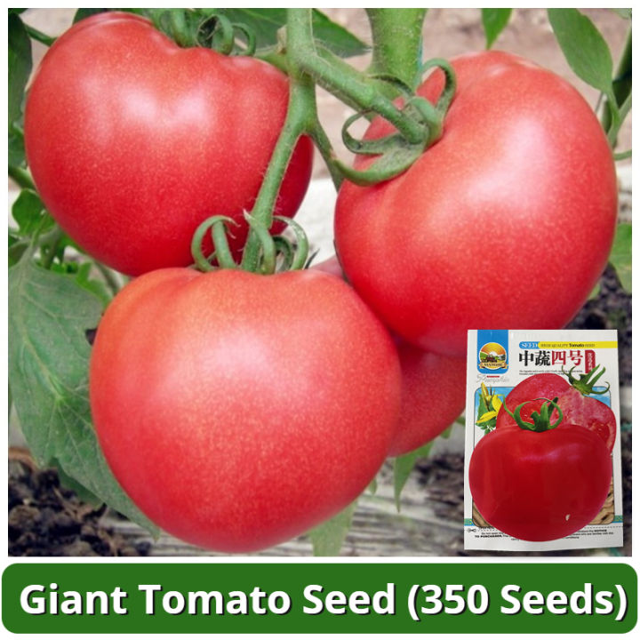 High Yield Giant Tomato Seeds (350 Seed) Hybrid Tomato Seeds for Planting Vegetables Floradade ...