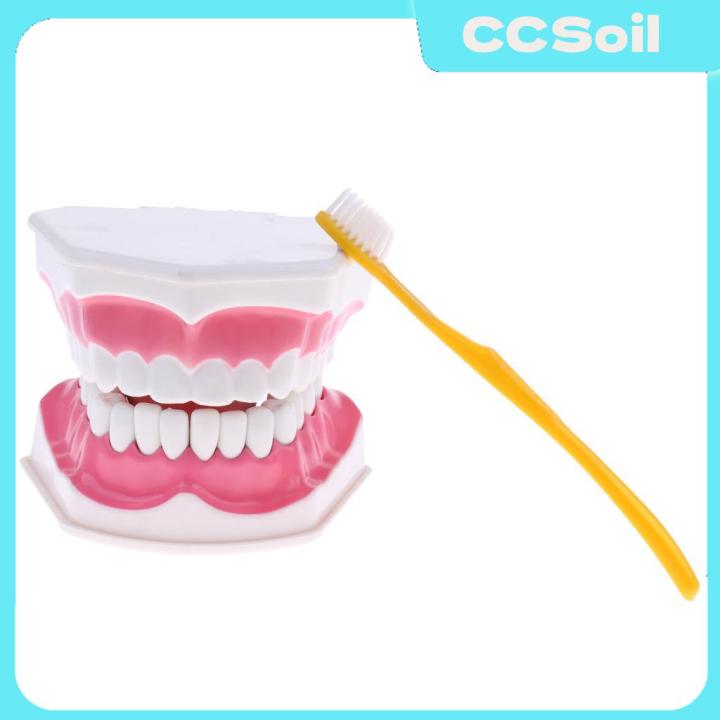 CCSoil Mouth Dental Teeth Tongue Model with Removable Lower Teeth ...