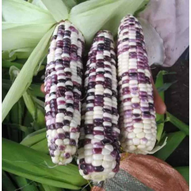 Hybrid Sweet Sugar Waxy Corn Mais Vegetable Seeds ( 30 seeds ) - Basic ...