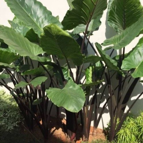 tanaman hias sente hitam - bibit tanaman keladi wulung | Lazada Indonesia