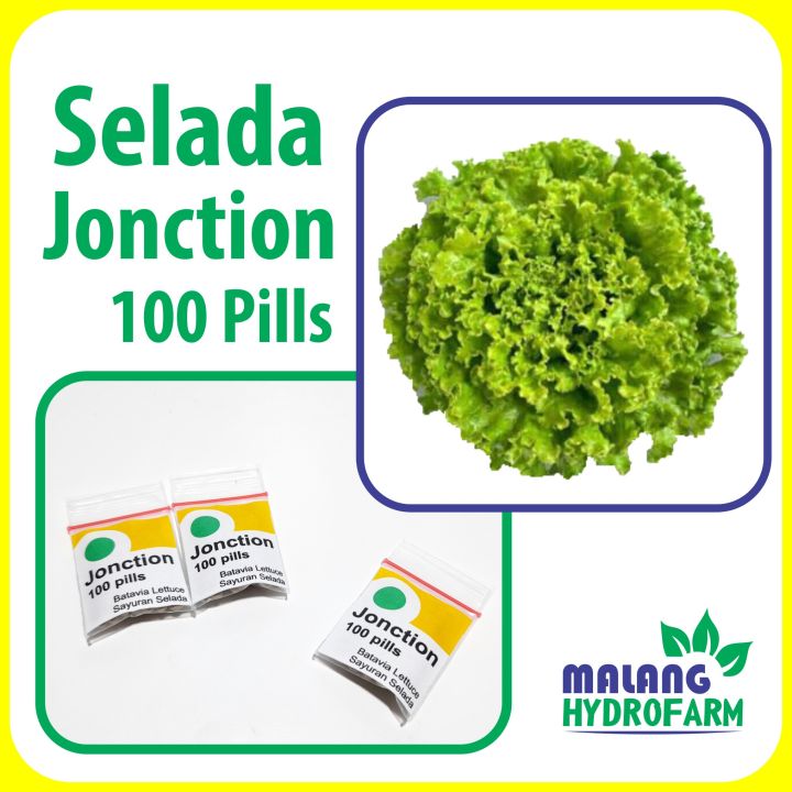 Benih Selada Batavia Jonction RZ 100 pills biji keriting hijau bibit ...