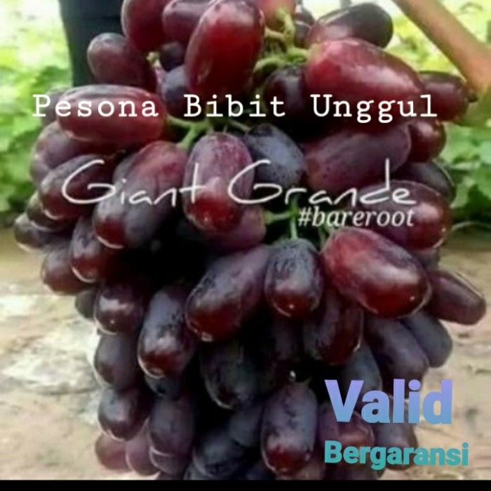 Bibit Anggur Import Giant Grande Grafting Asli / Anggur Kelas Dewa ...