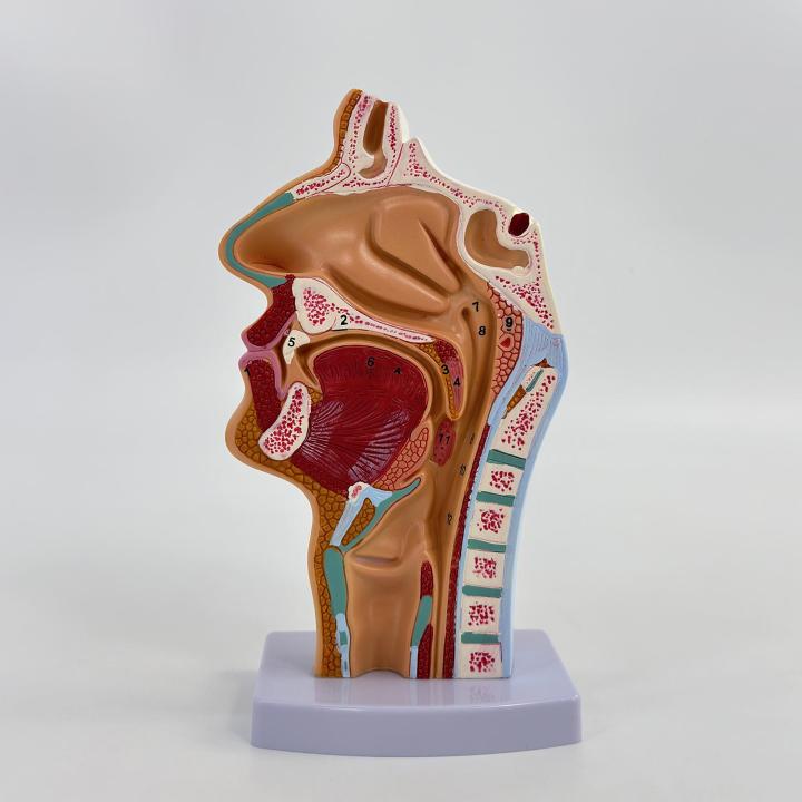 BNWEAR Nasal Oral Cavity Throat Anatomy Model Medical Prop for Display ...
