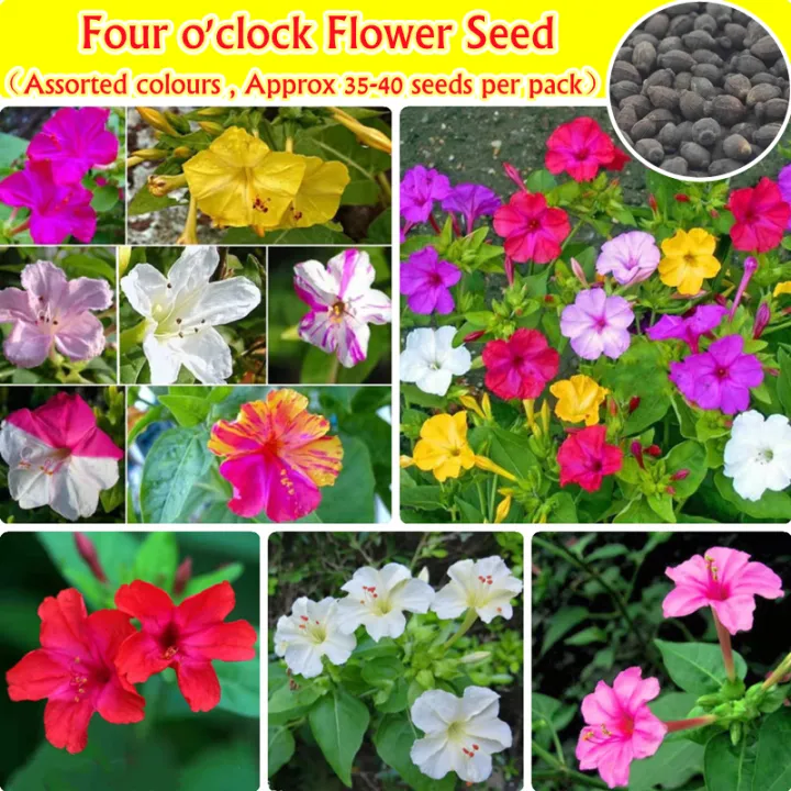 Mixed Colors Four O'clock Flower Seeds (35-40 Pcs/bag) Ornamental ...