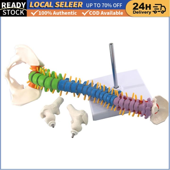 45CM Colorful Human Spine Model Vertebral Skeleton Teaching Model Aids ...