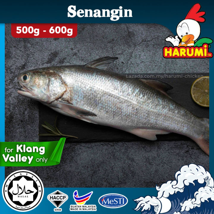 🐟CLEANED & VACUUM🐟 Ikan Senangin (500 - 600g) 白午 / 马友鱼 Threadfins ...
