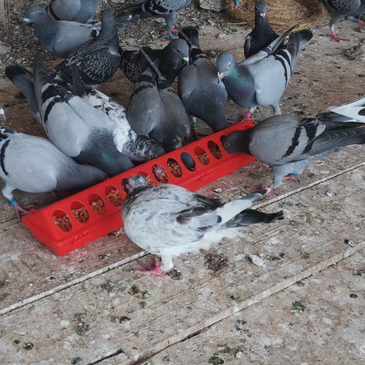 Pigeon trough anti-spilling food box with lid style small rutin chicken ...