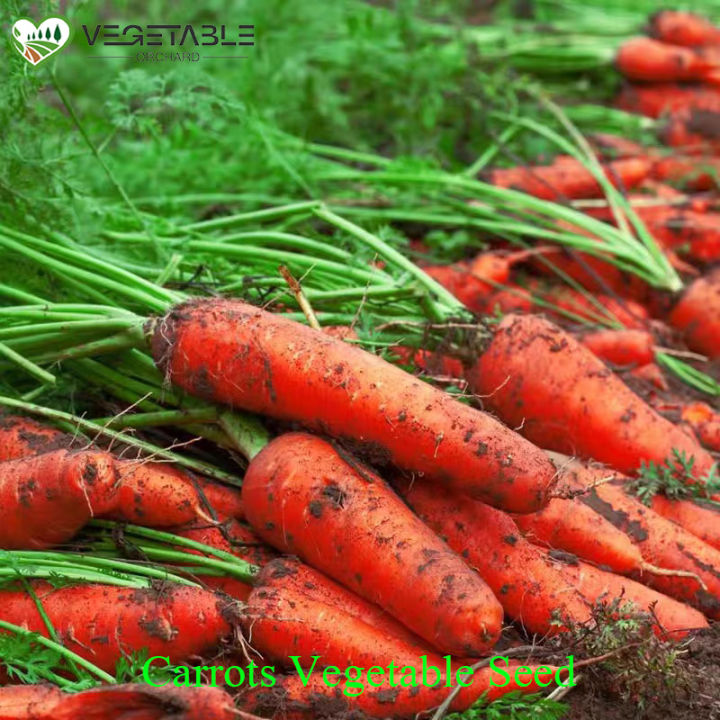 1000seeds/pack KURODA CARROT SEEDS - Carrots Seeds (High Germination ...