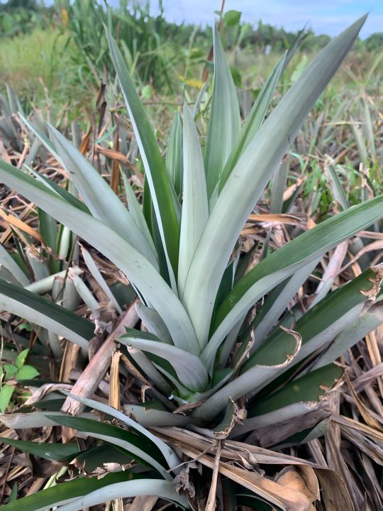 MD2 PINEAPPLE SEEDLING | Lazada