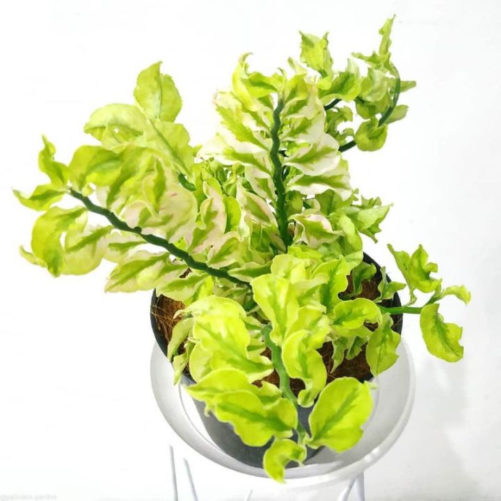 Tanaman bunga Kriwil batang panjang / kriwil patah tulang / Pedilanthus ...